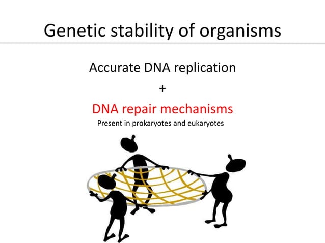Dna Repair Pathways | PPTX | Genetics | Science