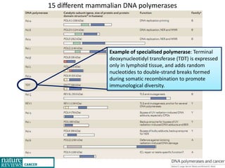 Dna Repair Pathways | PPTX