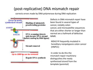 Dna Repair Pathways | PPTX