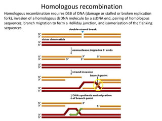 Dna Repair Pathways | PPTX
