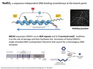 Dna Repair Pathways | PPTX