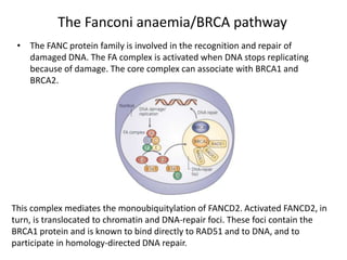 Dna Repair Pathways | PPTX
