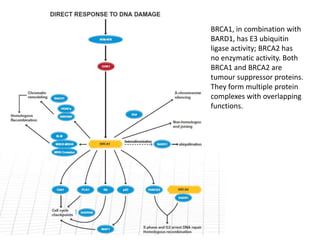 Dna Repair Pathways | PPTX