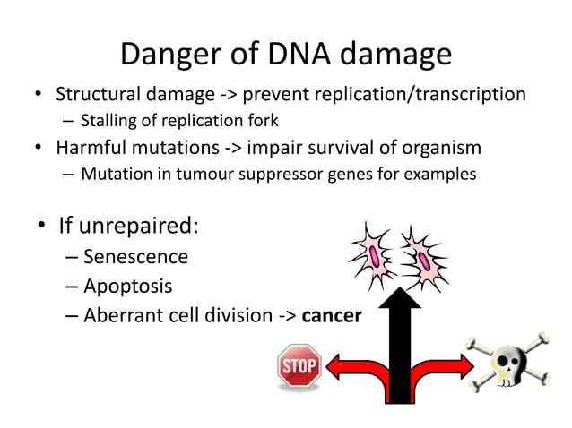 Dna Repair Pathways | PPTX | Genetics | Science