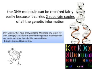 Dna Repair Pathways | PPTX
