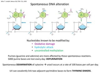 Dna Repair Pathways | PPTX
