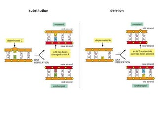 Dna Repair Pathways | PPTX