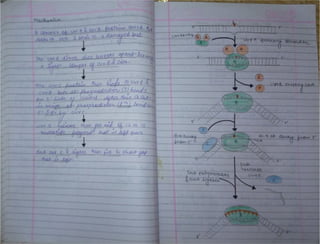 DNA repair pathways or cellular repair mechanisms.pdf.file