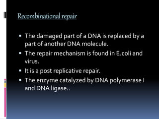 DNA repair mechanisms | PPTX