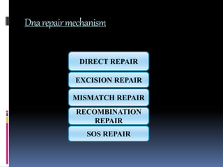 DNA repair mechanisms | PPTX
