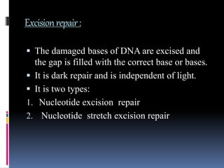 DNA repair mechanisms | PPTX