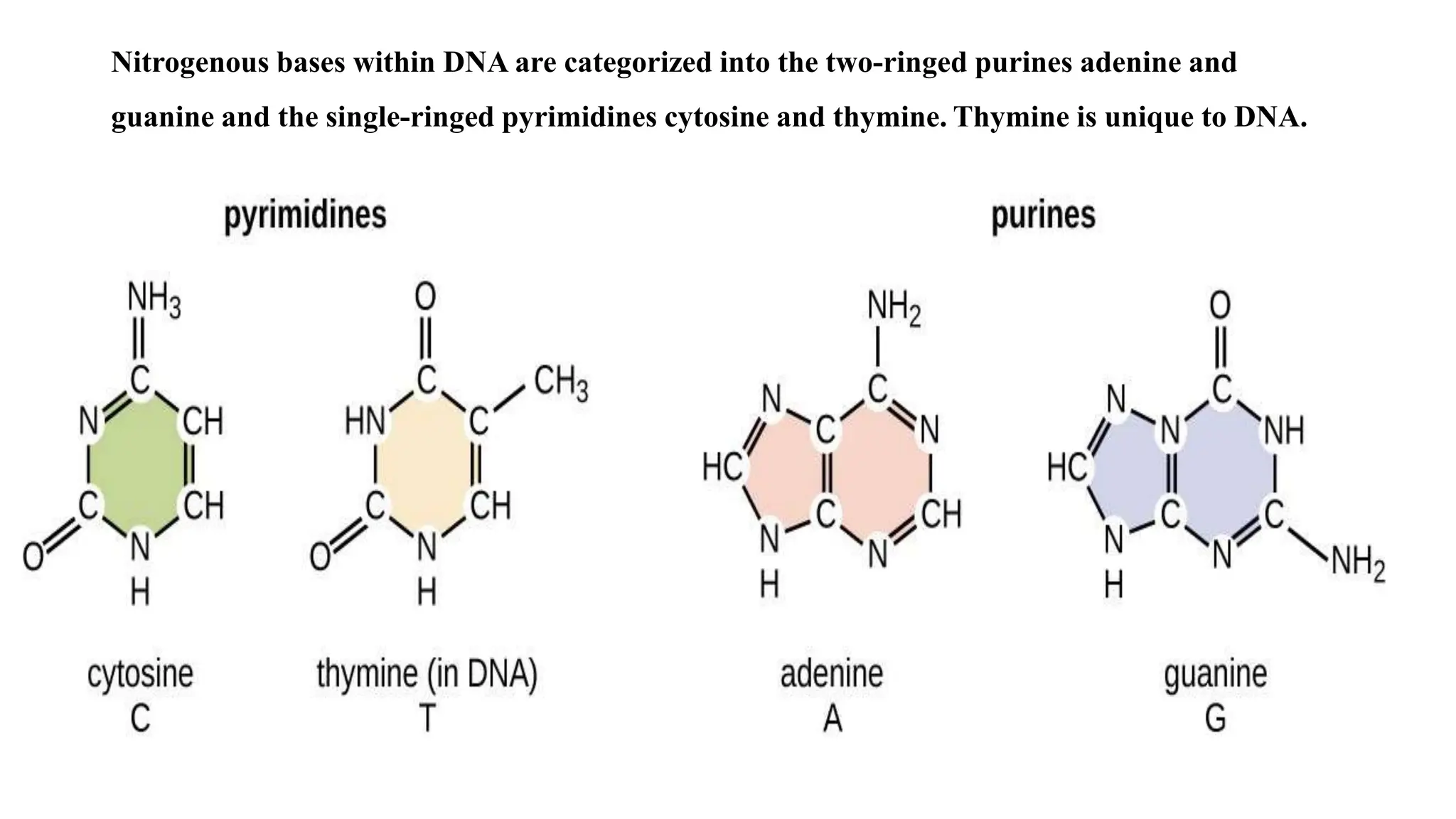 DNA Rep and RNA structure well explained | PPTX