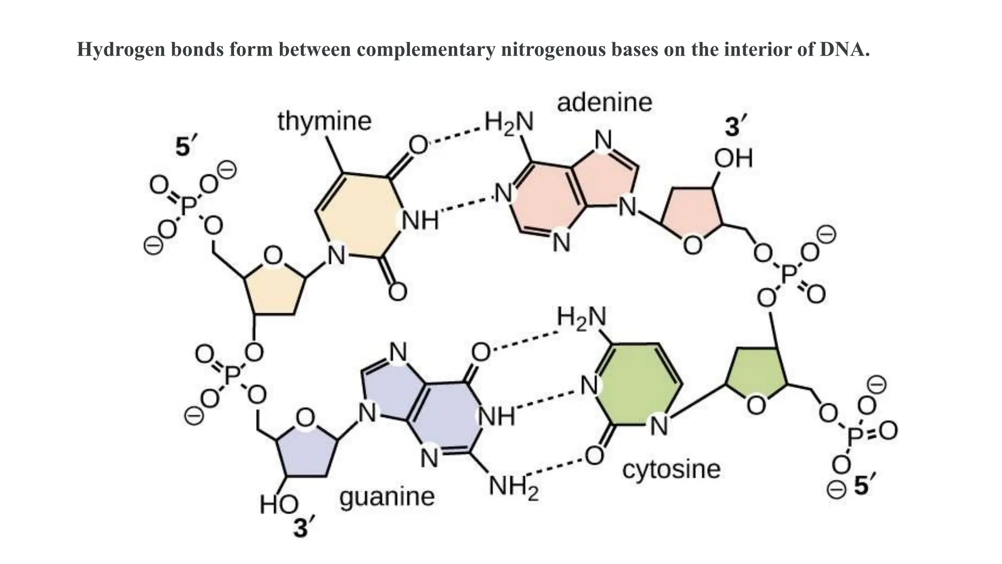 DNA Rep and RNA structure well explained | PPTX
