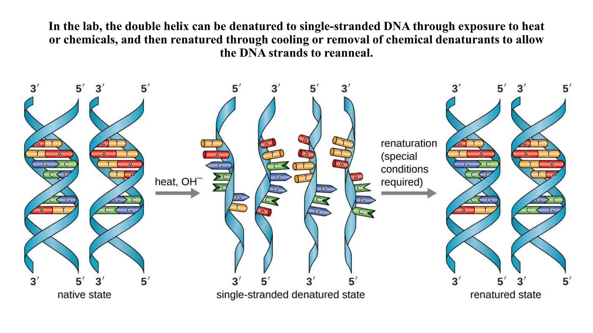 DNA Rep and RNA structure well explained | PPTX