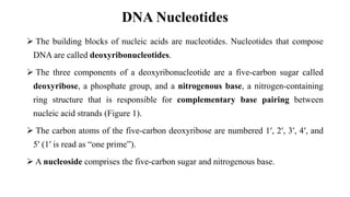 DNA Rep and RNA structure well explained | PPTX
