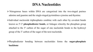 DNA Rep and RNA structure well explained | PPTX