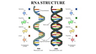 DNA Rep and RNA structure well explained | PPTX