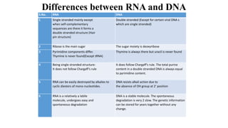 DNA Rep and RNA structure well explained | PPTX