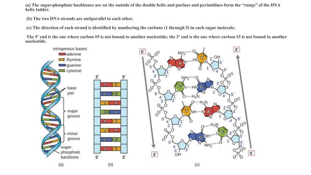DNA Rep and RNA structure well explained | PPTX