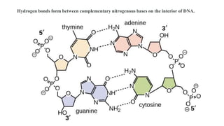 DNA Rep and RNA structure well explained | PPTX