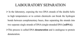 DNA Rep and RNA structure well explained | PPTX
