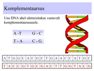 DNA replikatsioon | PPT