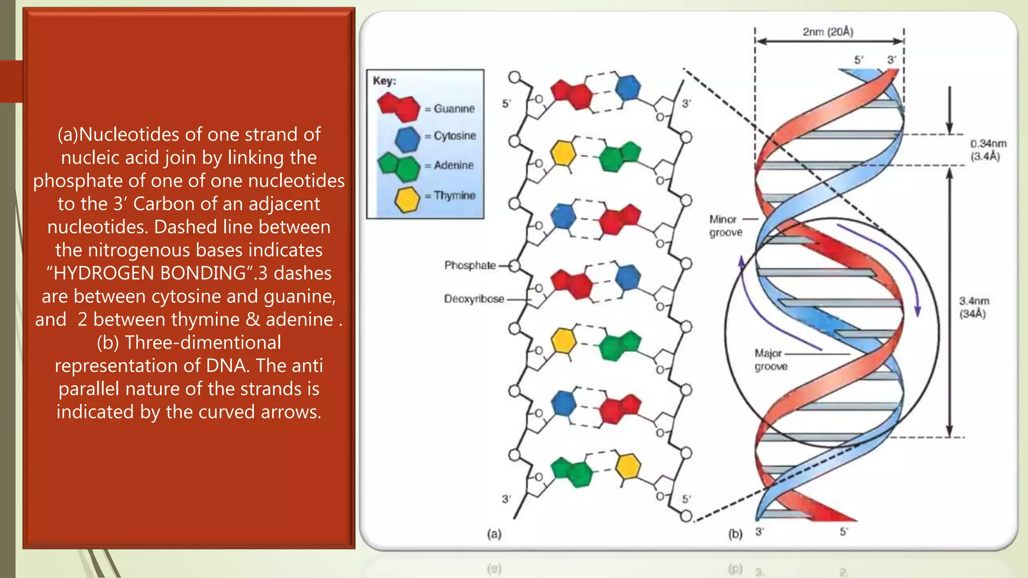 DNA structure and replication | PPTX