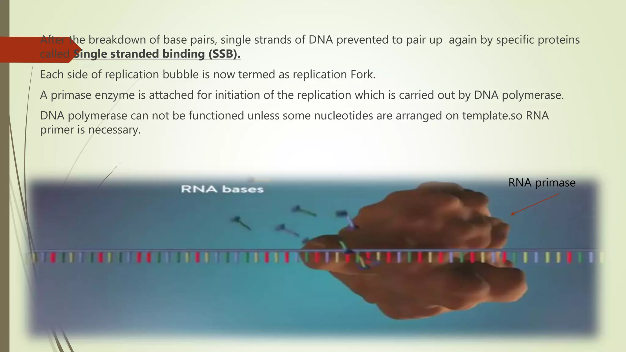 DNA structure and replication | PPTX