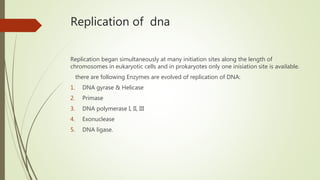 DNA structure and replication | PPT