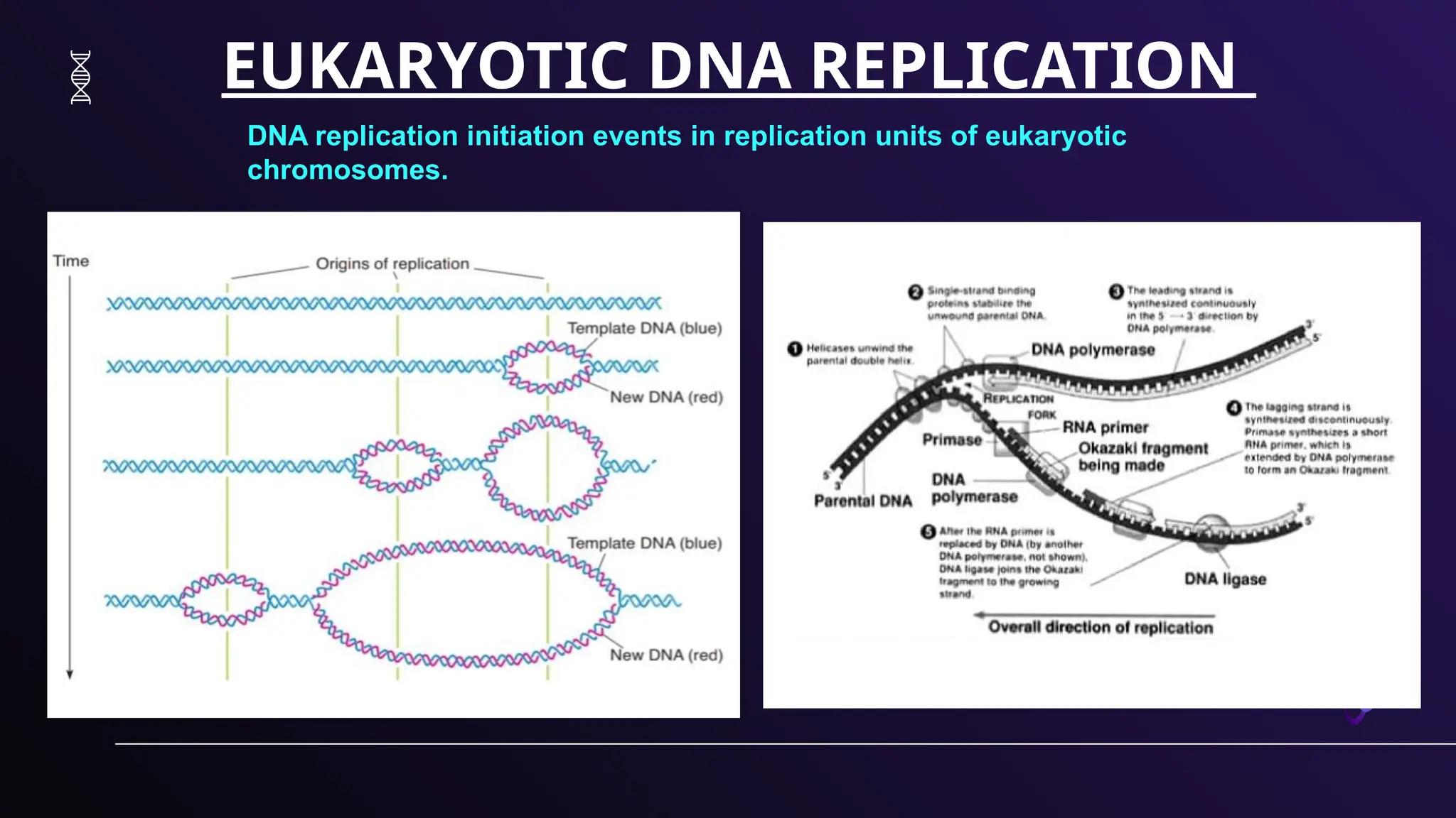 DNA Replication PowerPoint presentation. | PPTX