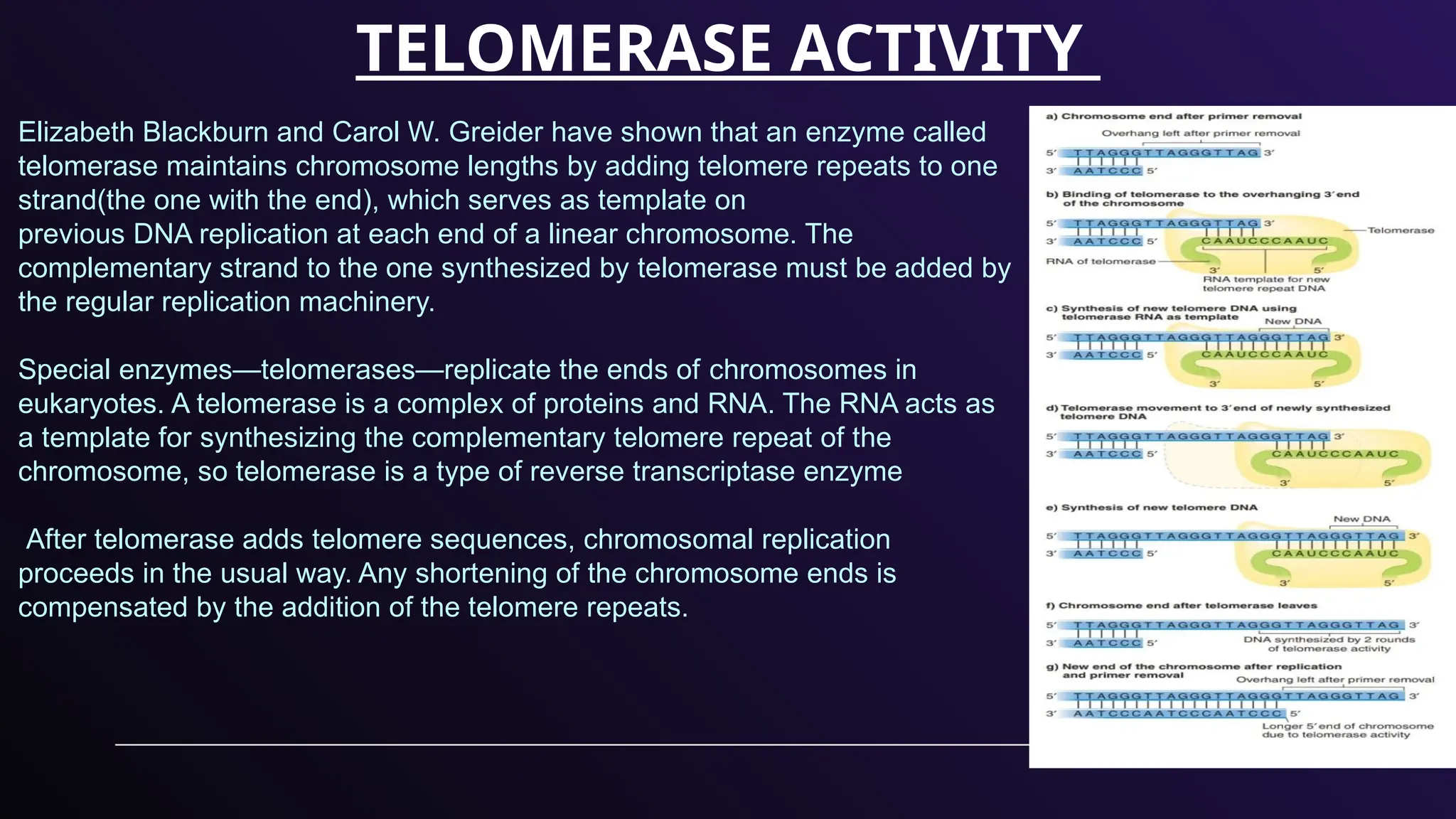DNA Replication PowerPoint presentation. | PPTX