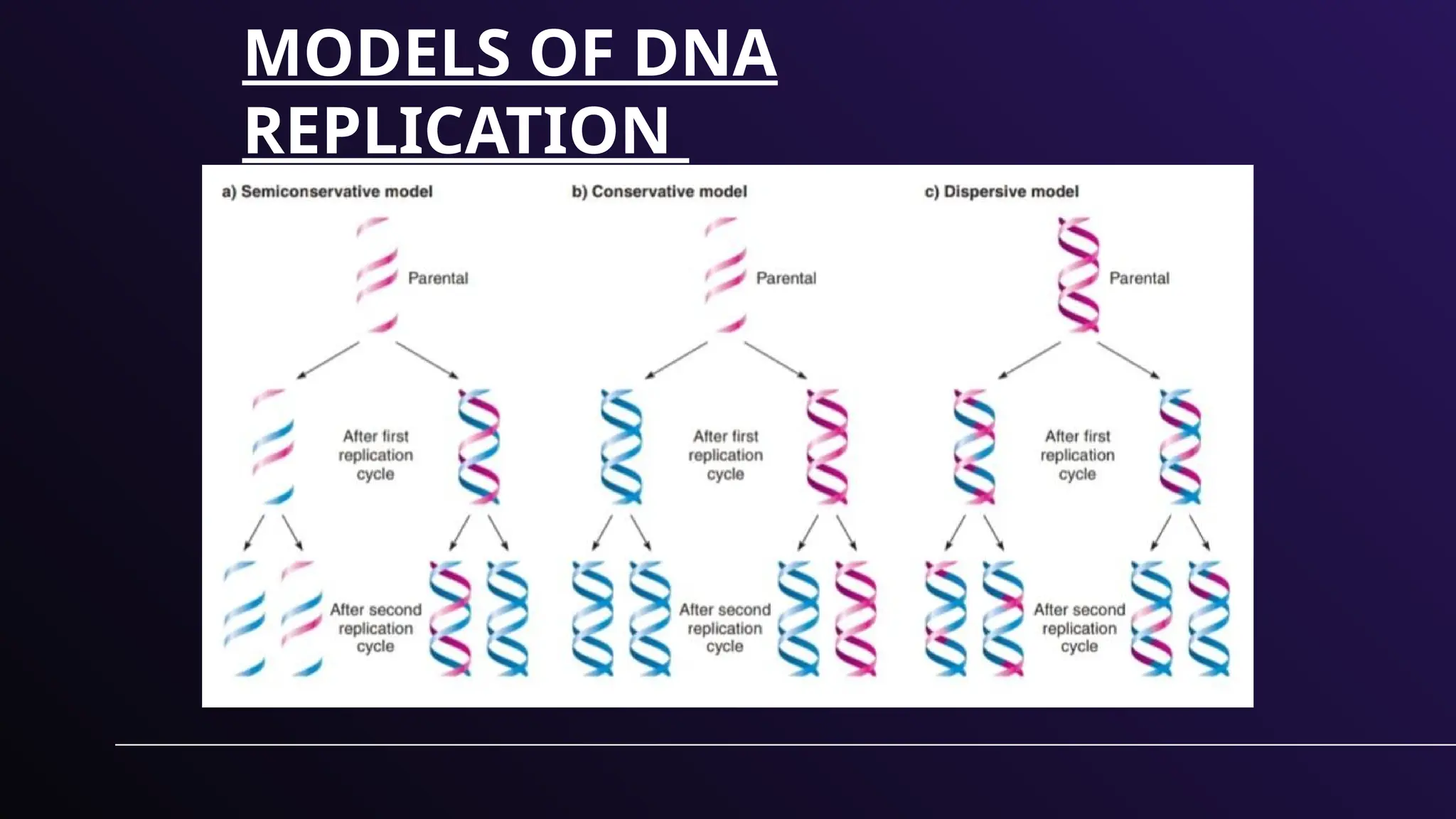 DNA Replication PowerPoint presentation. | PPT