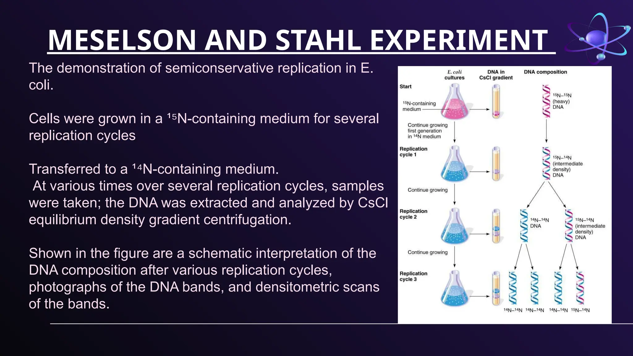 DNA Replication PowerPoint presentation. | PPTX