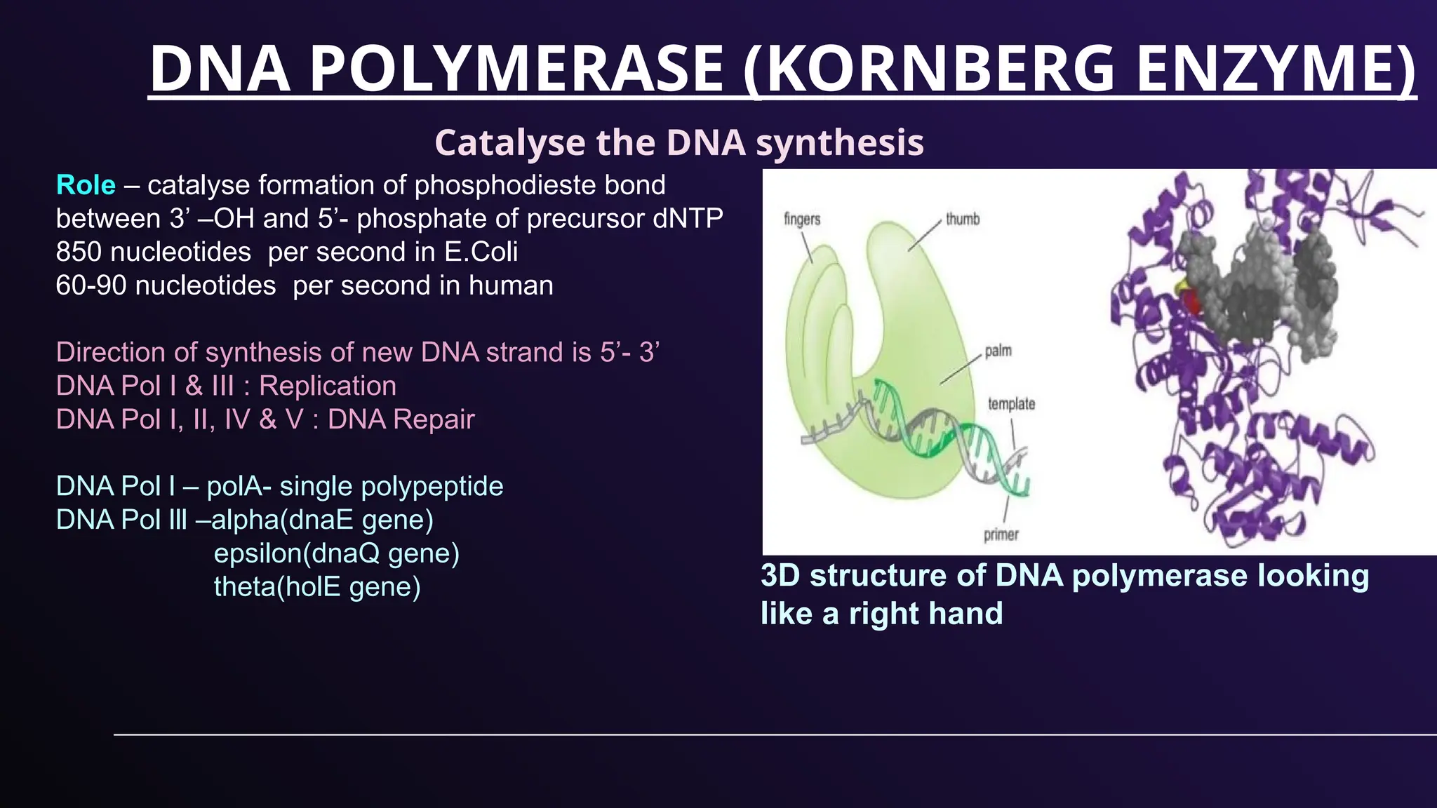 DNA Replication PowerPoint presentation. | PPTX