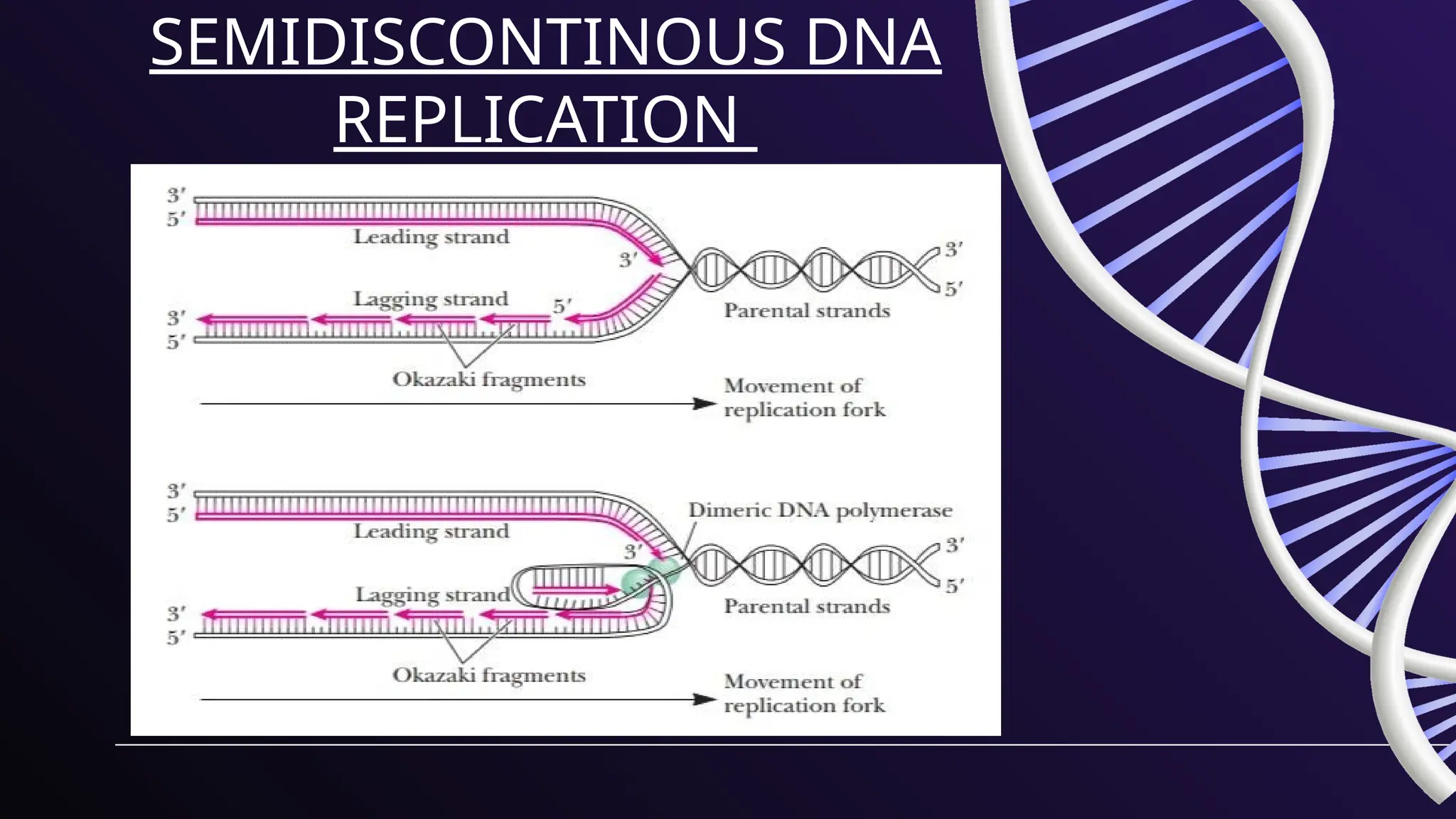 DNA Replication PowerPoint presentation. | PPT