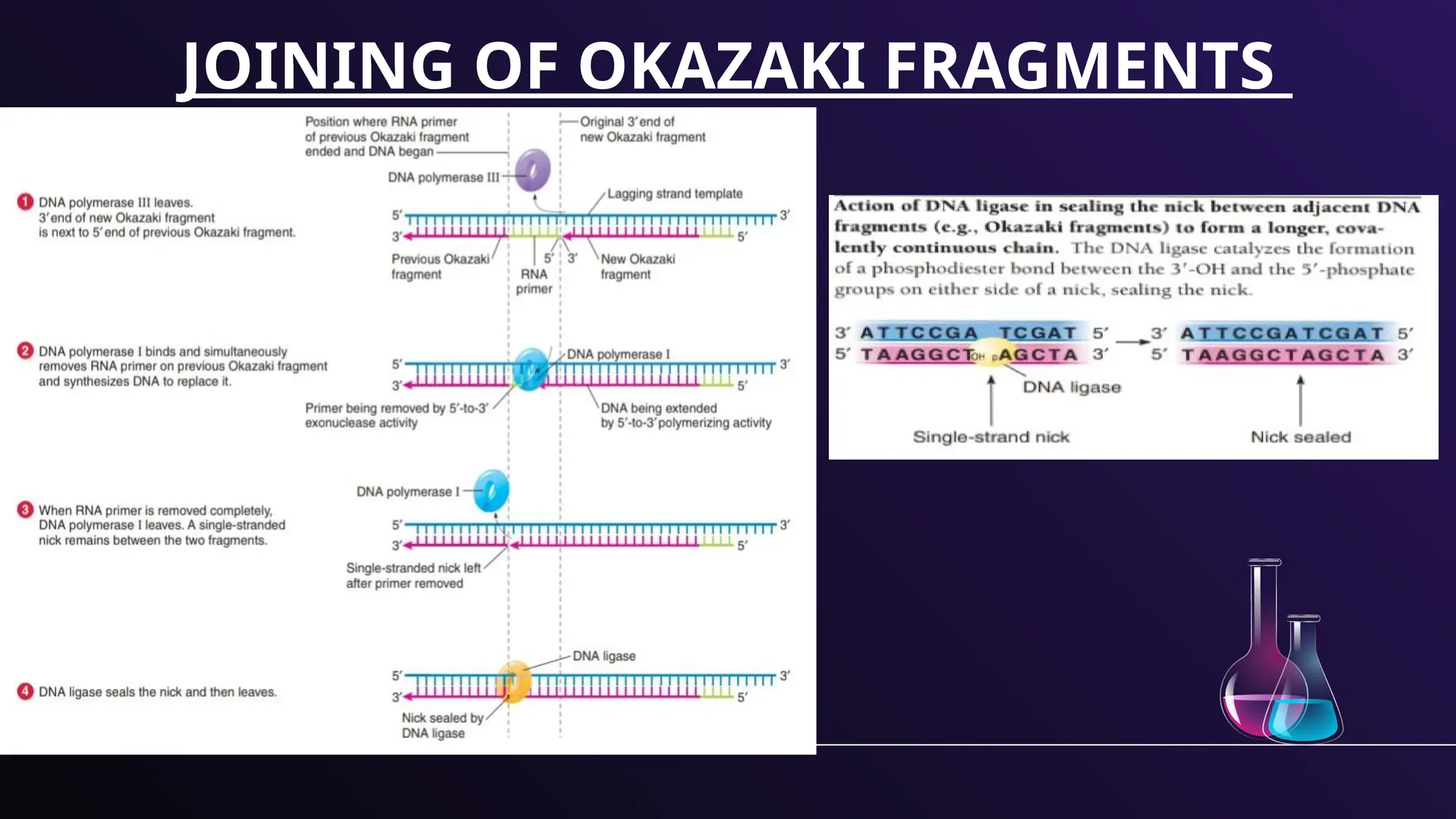 DNA Replication PowerPoint presentation. | PPTX