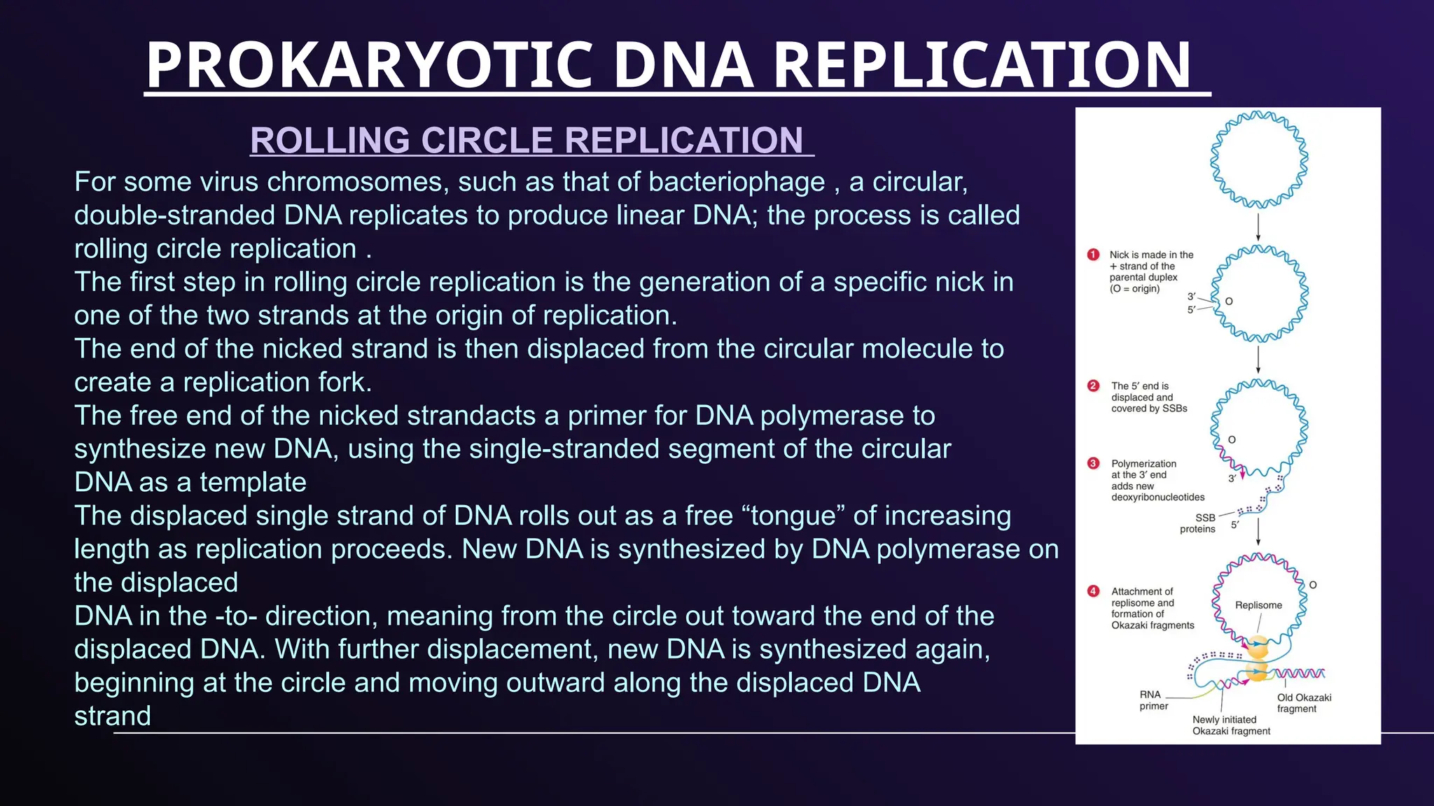 DNA Replication PowerPoint presentation. | PPTX
