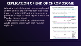 DNA Replication PowerPoint presentation. | PPTX