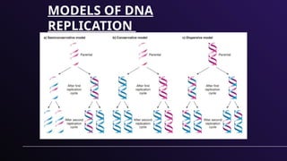 DNA Replication PowerPoint presentation. | PPTX