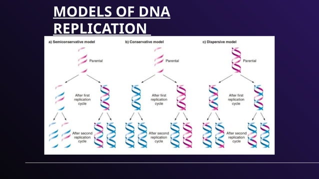 DNA Replication PowerPoint presentation. | PPTX