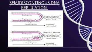 DNA Replication PowerPoint presentation. | PPTX