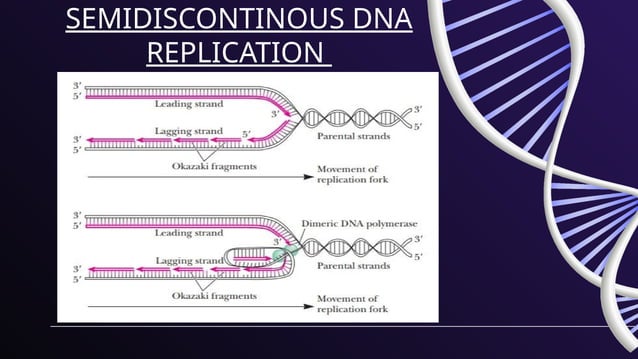 DNA Replication PowerPoint presentation. | PPTX