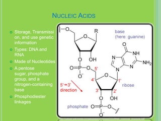 Dna Replication | PPT