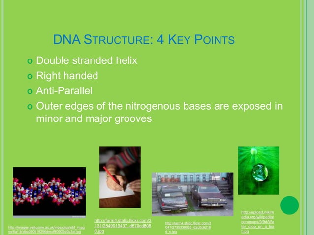 Dna Replication | PPT