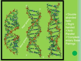 Dna Replication | PPT