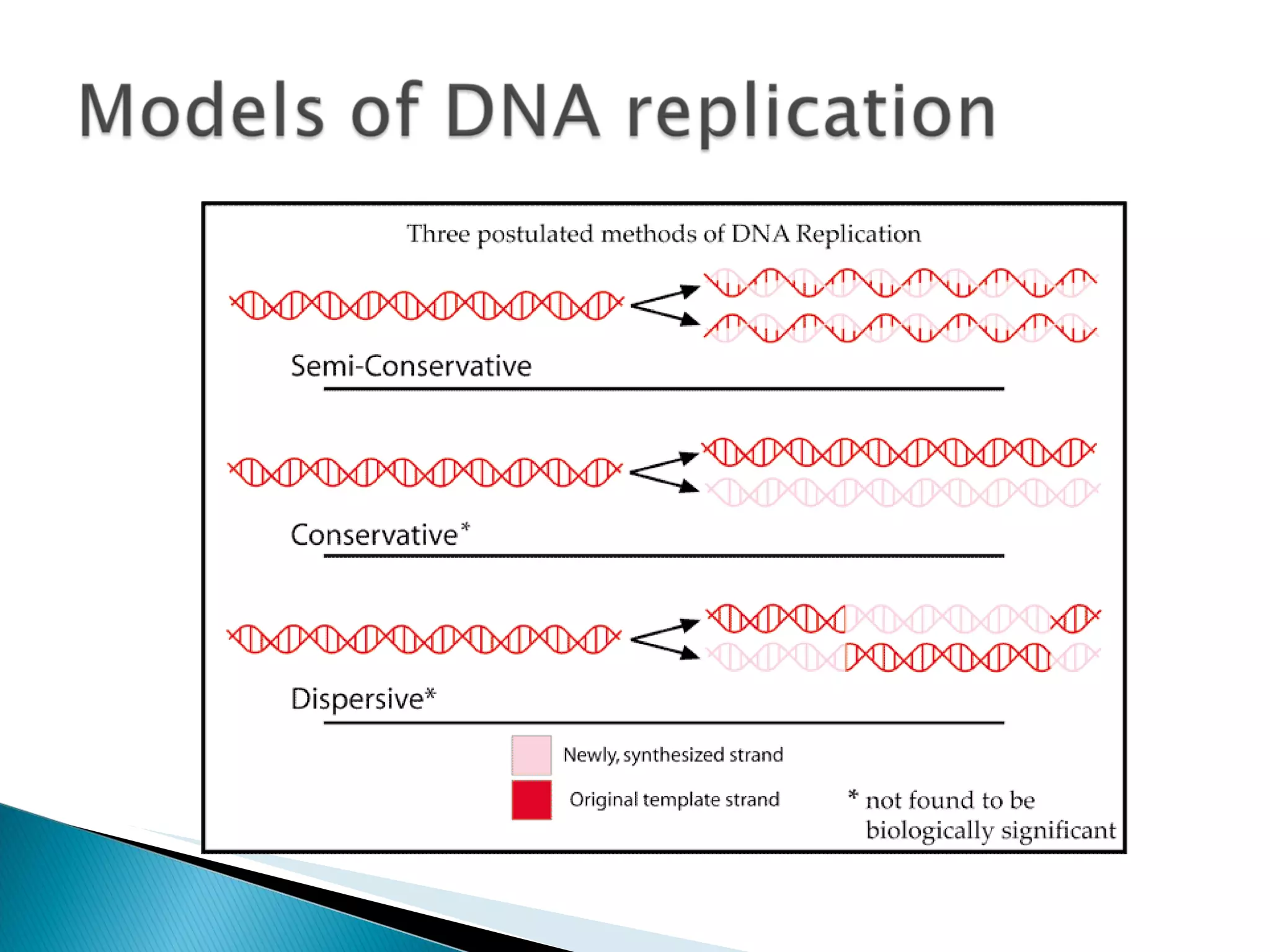 How does DNA replicate itself to form your genes... | PDF