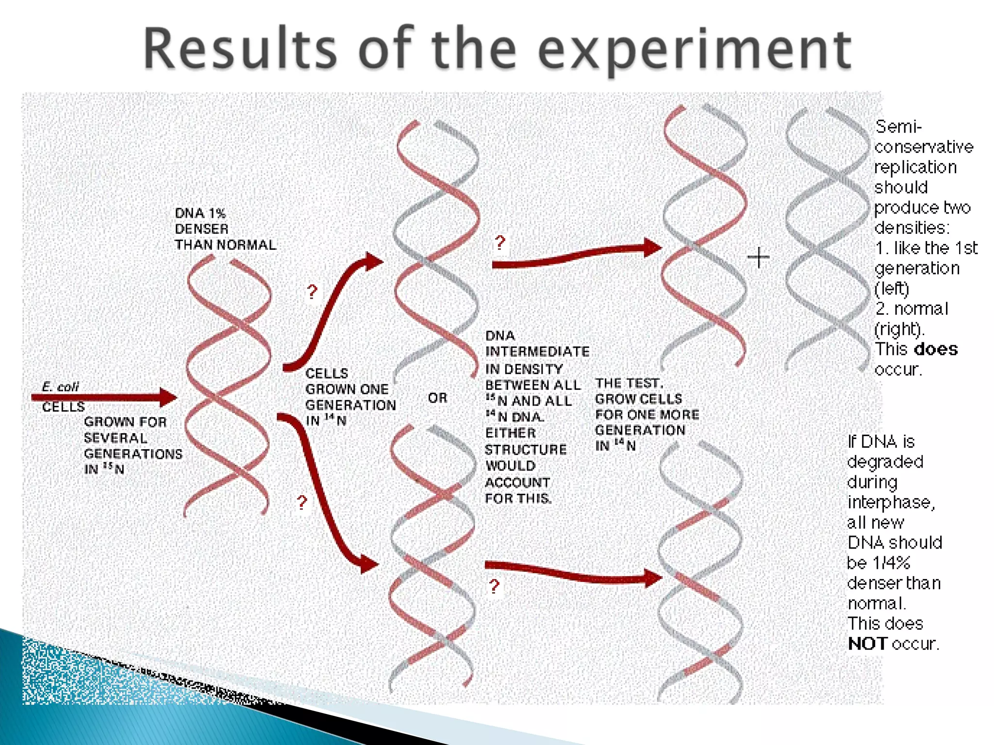 DNA Replication PowerPoint | PPT | Genetics | Science