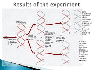 DNA Replication PowerPoint | PPT