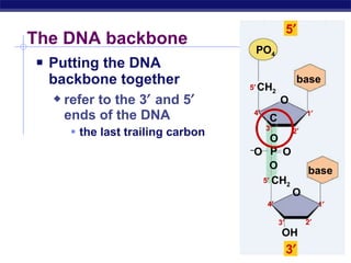 Dna replication | PPT