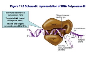Dna replication | PPT